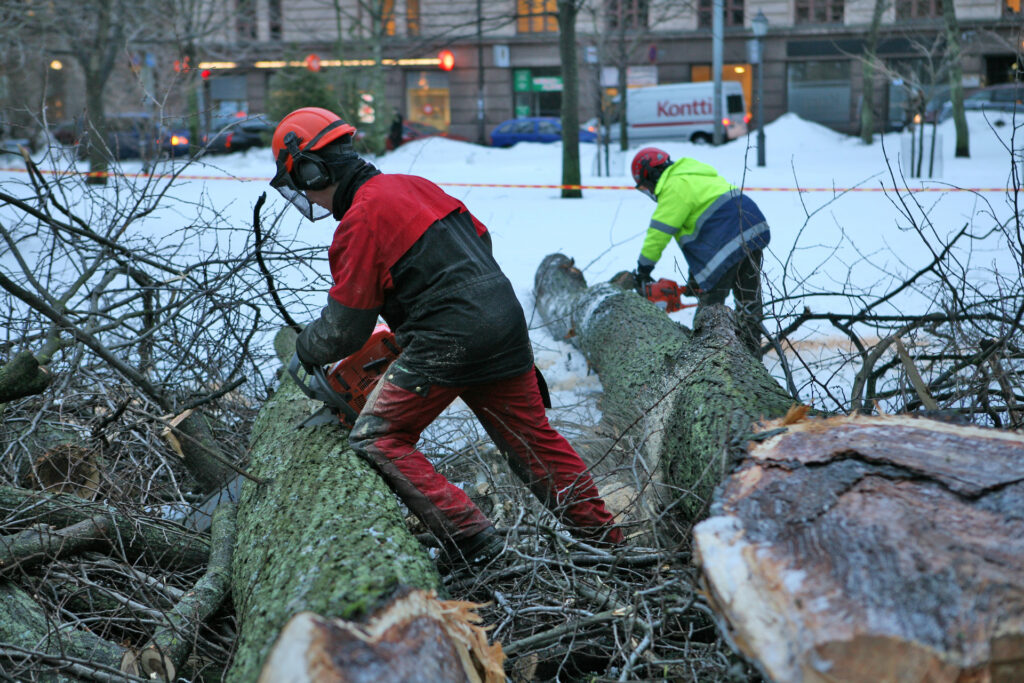 Kaupunki kaataa heikkokuntoisia puita Töölössä - Newsbox.fi
